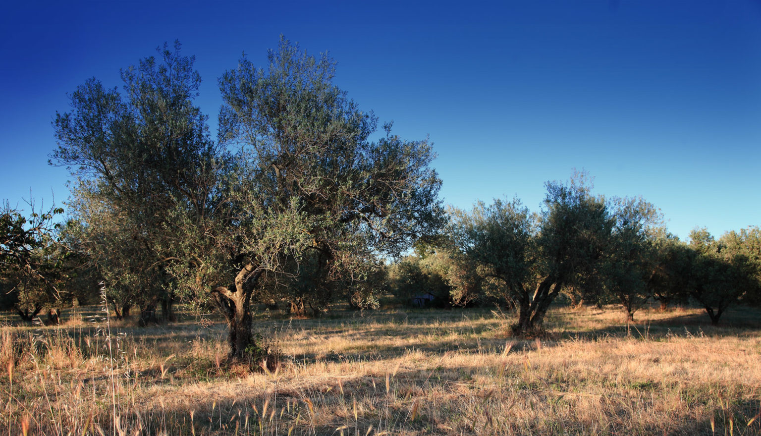 Types of olive trees: how to recognize the different types | Visagi ...